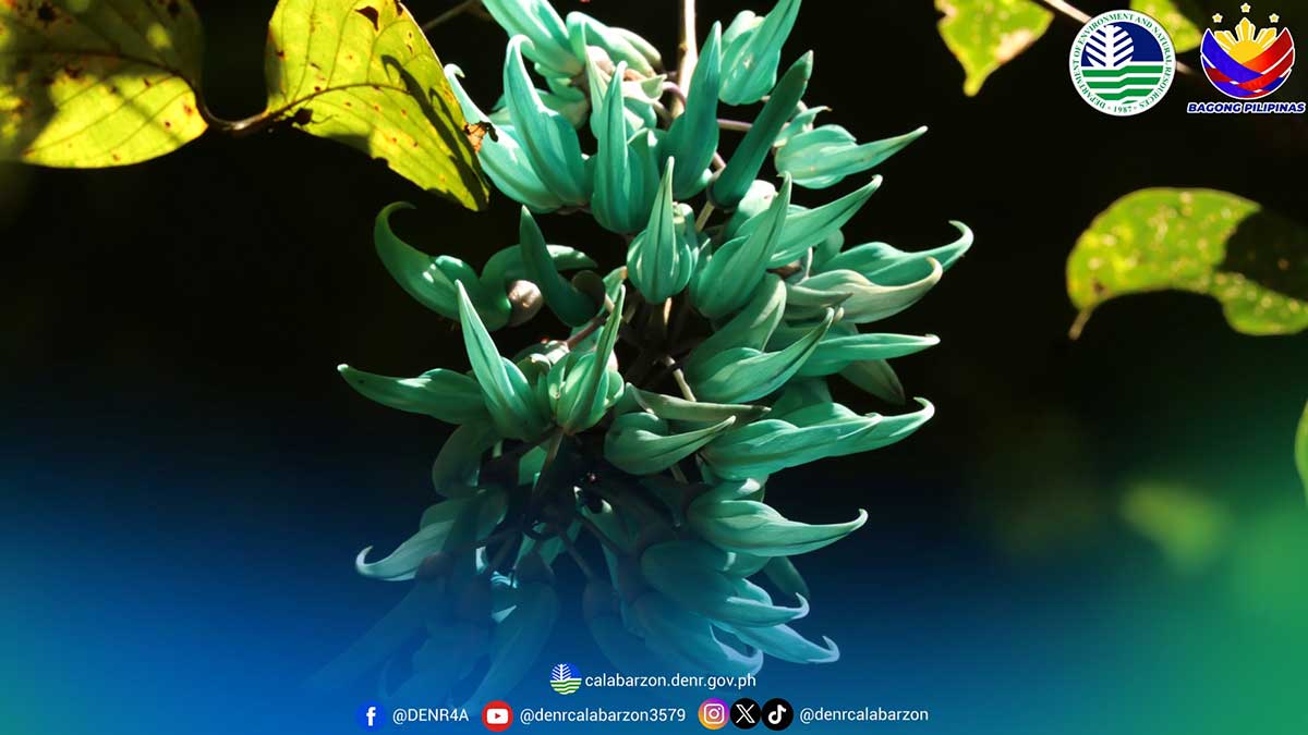 Rare jade vine spotted in Quezon protected landscape