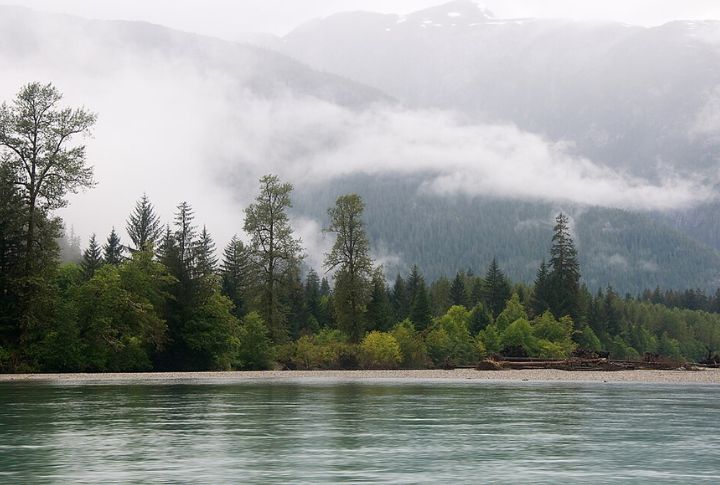 Meet the rare and legendary spirit bear of the Great Bear Rainforest