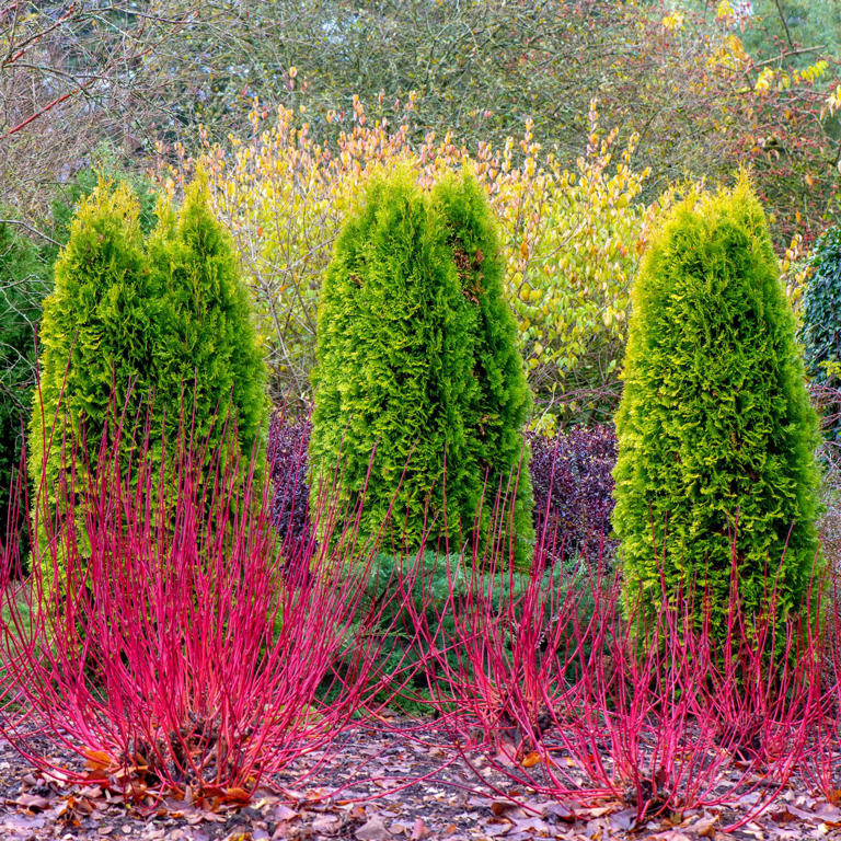 5 shrubs that thrive in heavy rain – they’ll even fill your garden with ...