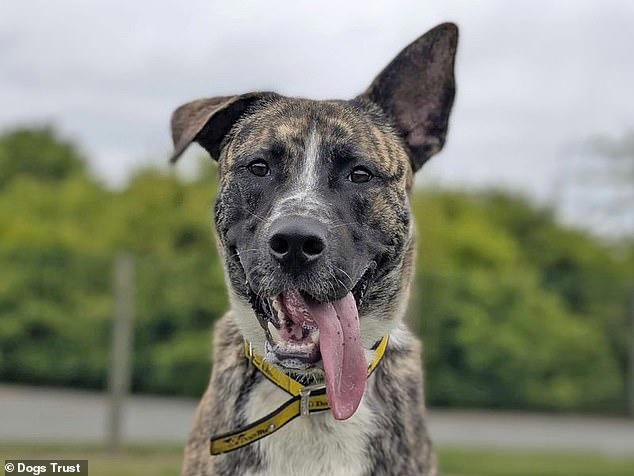Meet the Muttley crew of 'Underdogs' struggling to find homes due to ...