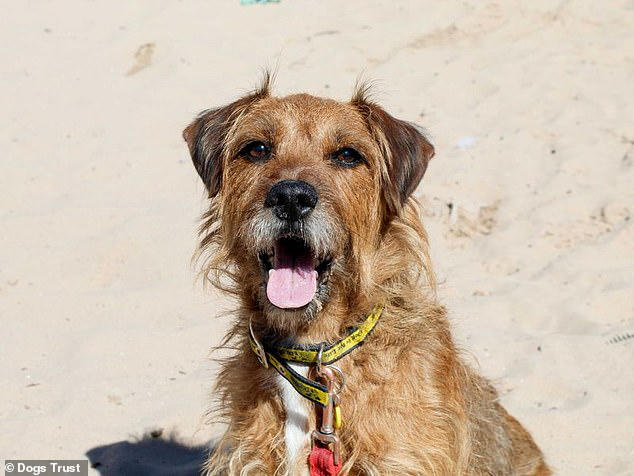 Meet the Muttley crew of 'Underdogs' struggling to find homes due to ...