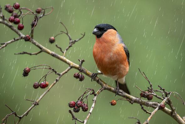 Anyone with bird feeders in garden urged to move them before Sunday