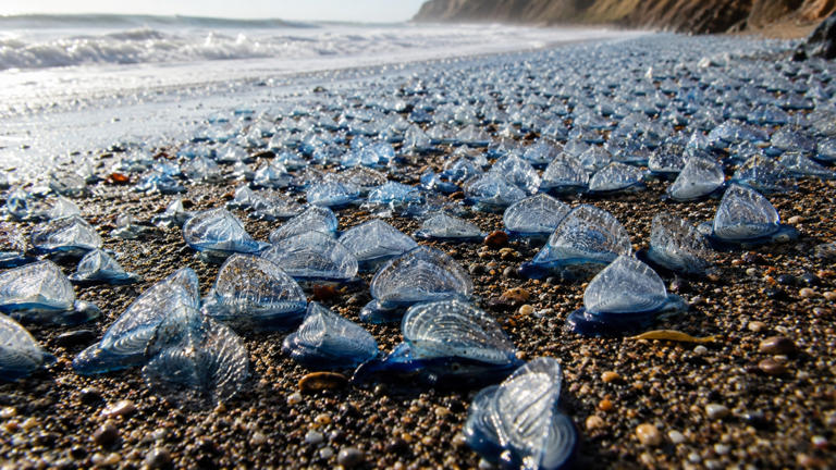 The ocean’s tiny sailboats are appearing on beaches in massive numbers