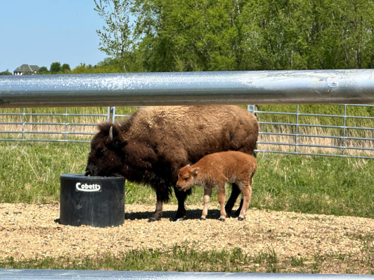 Forget Yellowstone crowds, there’s now wild bison to see in Chicago’s ...