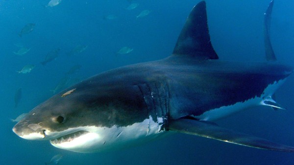 Dritter Haiangriff in einem Monat: Taucher in Australien gestorben