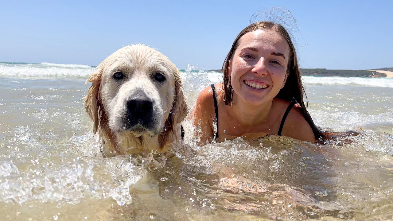 Golden retriever takes his first ocean swim