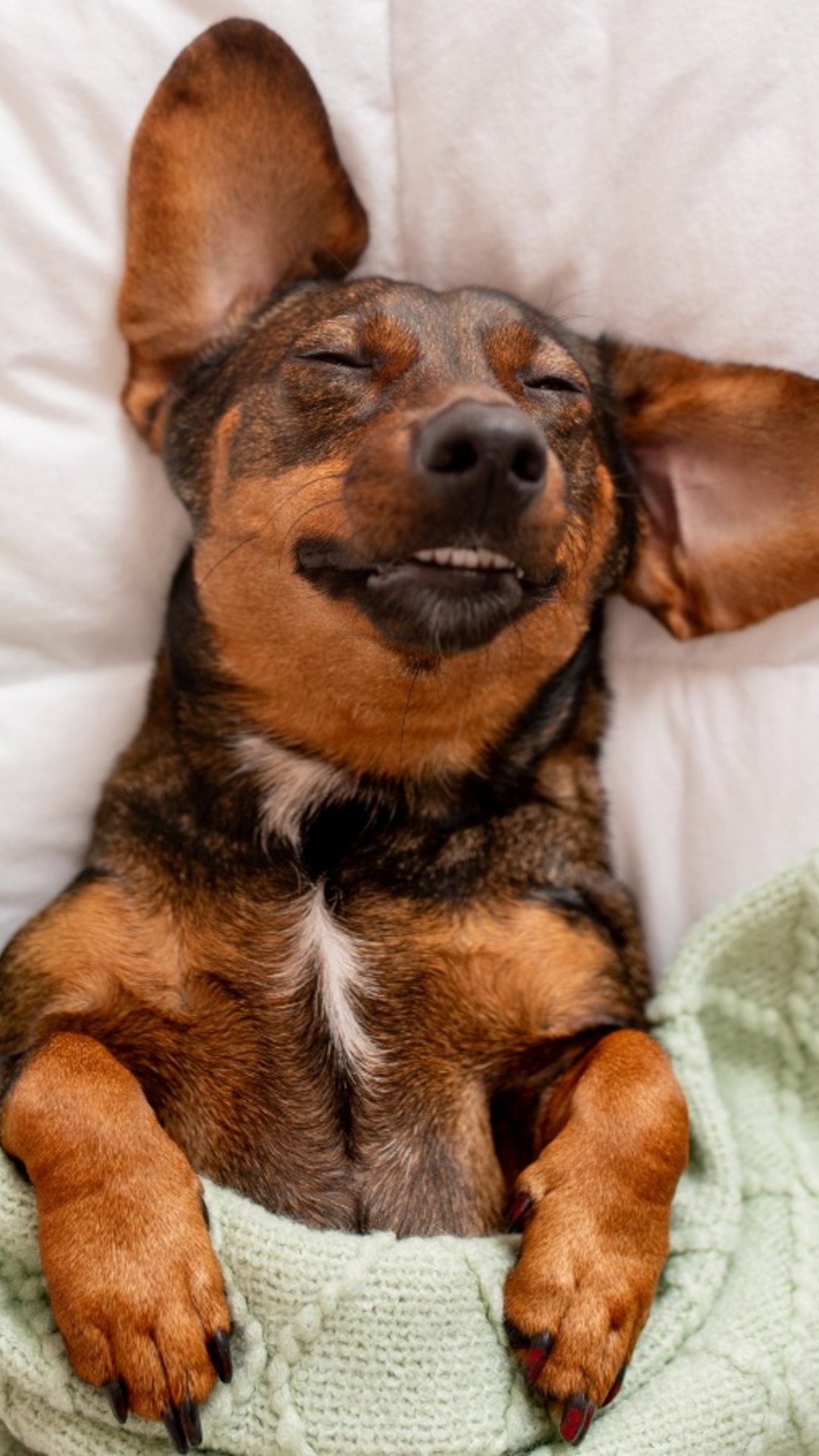 How to stop your dog from sleeping in your bed