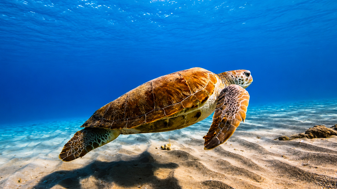 The sea turtle that appeared in crystal clear water