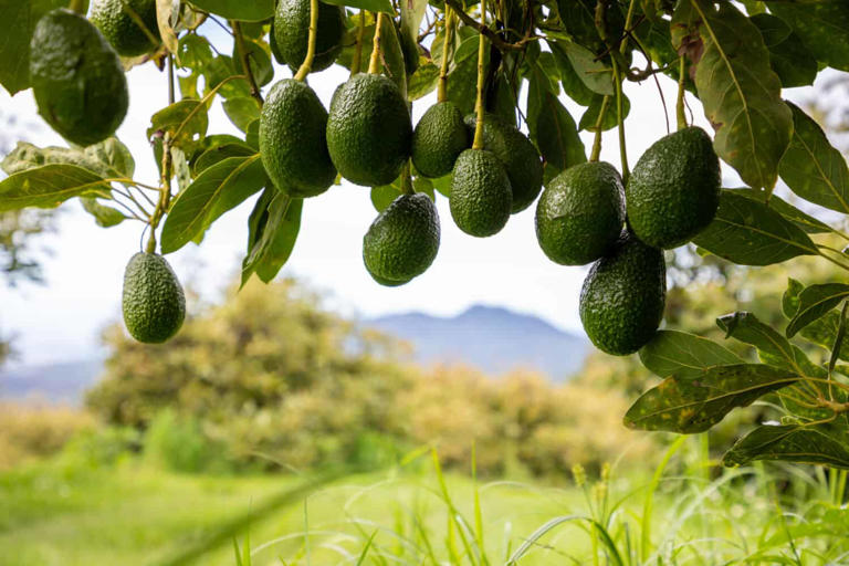 This tiny California town is known as the “Avocado capital of the world”