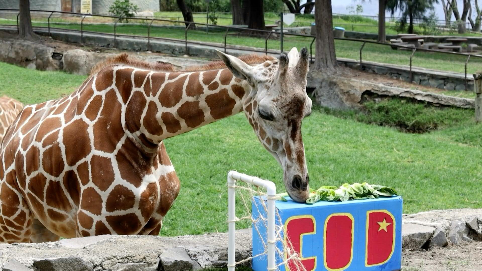 Mexico zoo animals predict World Cup match results