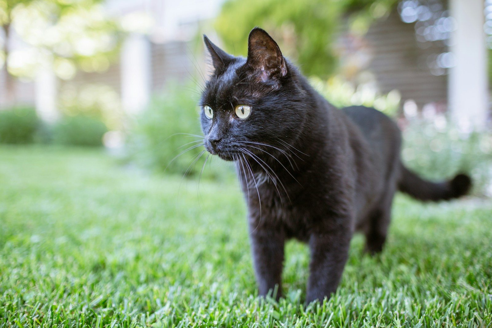 Why your indoor cat goes crazy during outdoor walks