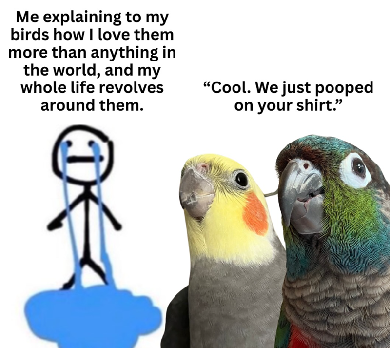 ‘Polly wants a cracker’: A perch of parrot memes mimicking everyday ...