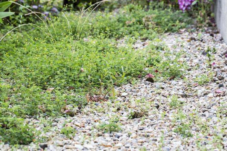 Ditch vinegar for this 99p natural weed killer that clears gravel ...