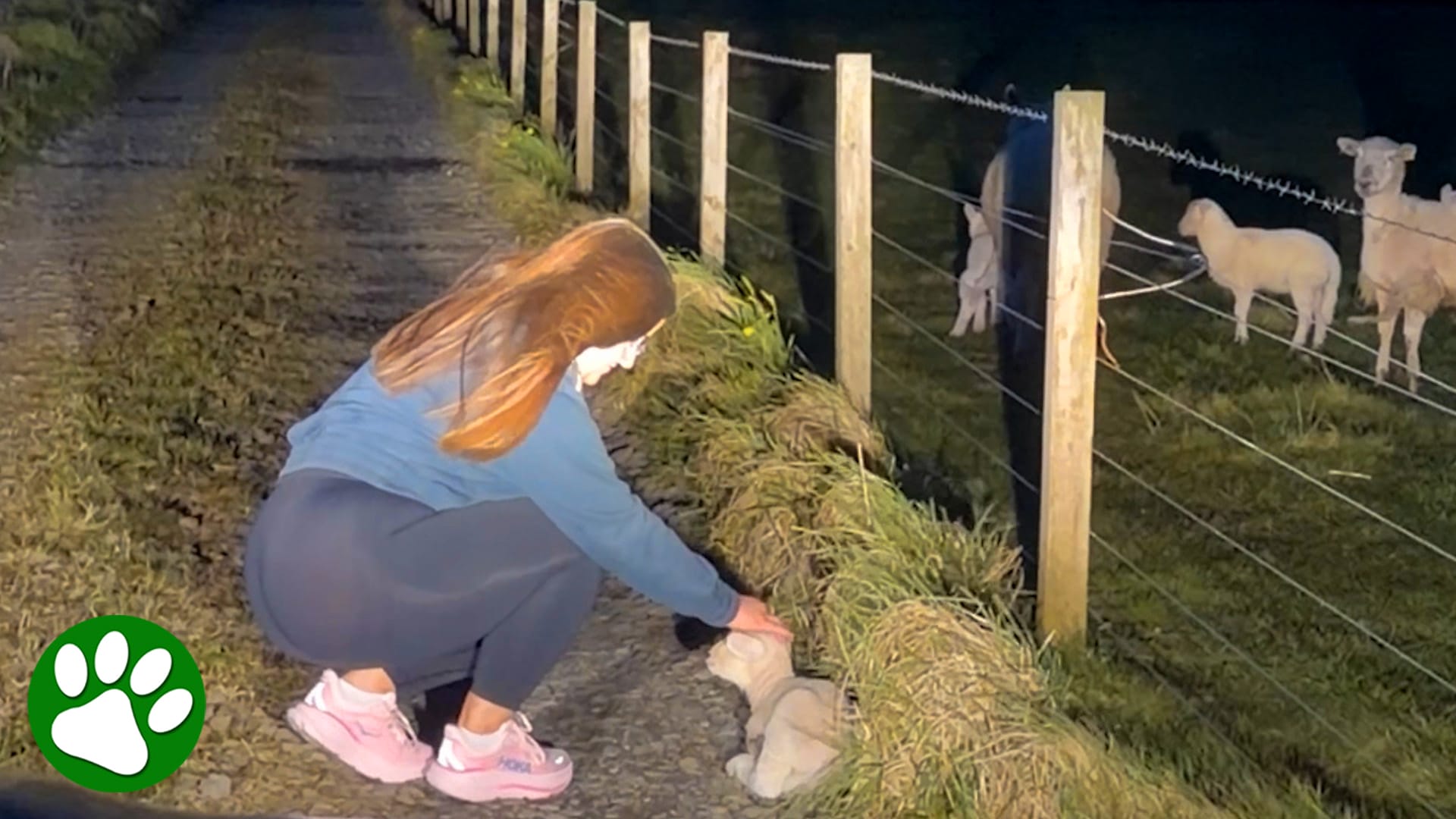 A mother lamb was crying for her baby 🥺 ️