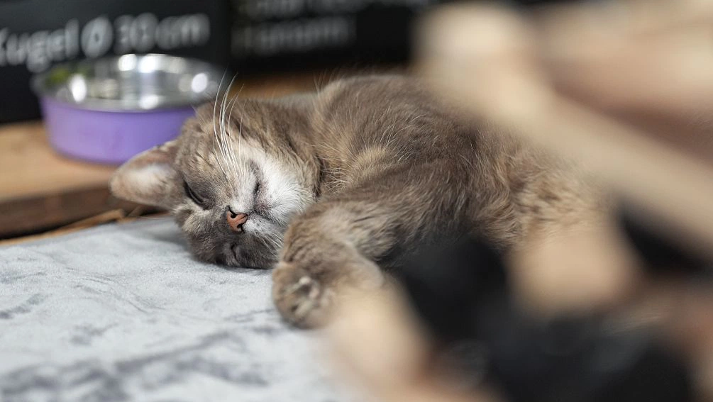 Experts outline subtle signs of cat frustration