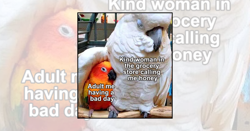 ‘Polly wants a cracker’: A perch of parrot memes mimicking everyday ...