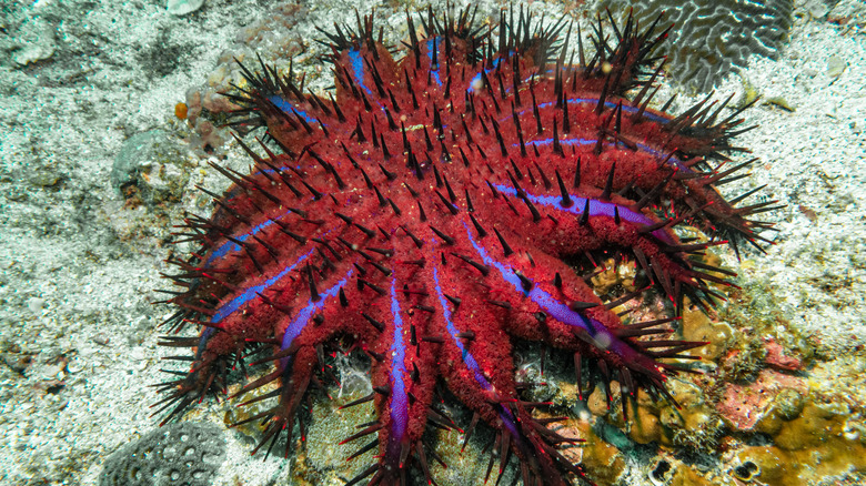 The most dangerous creatures you need to steer clear of in Fiji
