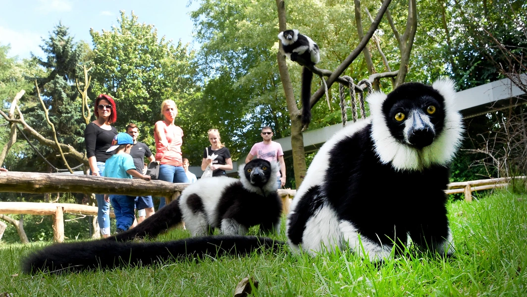 Rare interspecies play between lemurs observed in German park