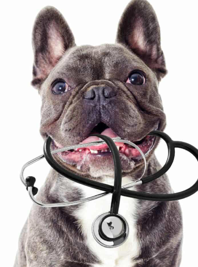 Roadmap to optimal dog health: Navigate from A to Z with confidence