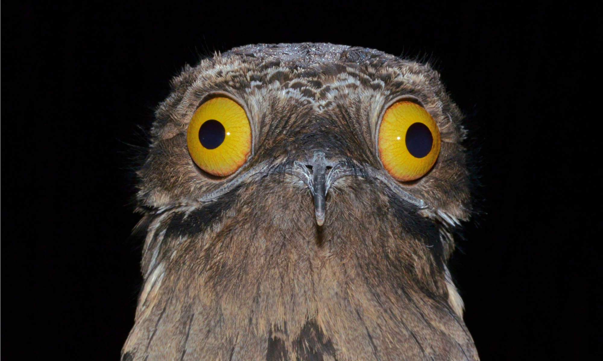 Birds that look more like dinosaurs, reptiles, and aliens