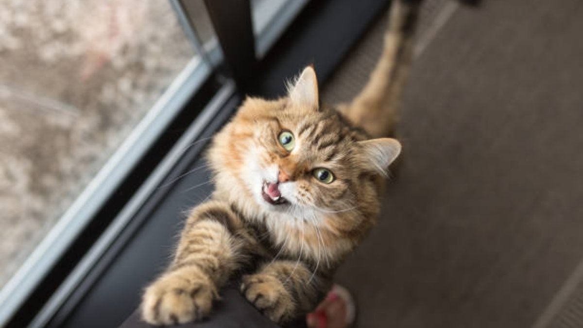 What is your cat really trying to tell you when it meows even when food ...