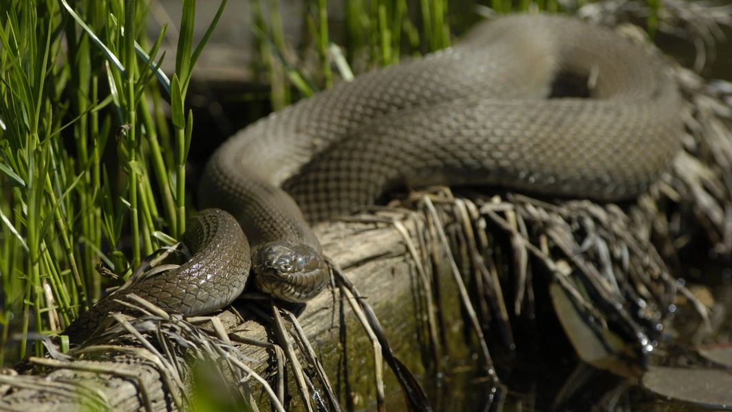 Water snake secrets every nature lover should know