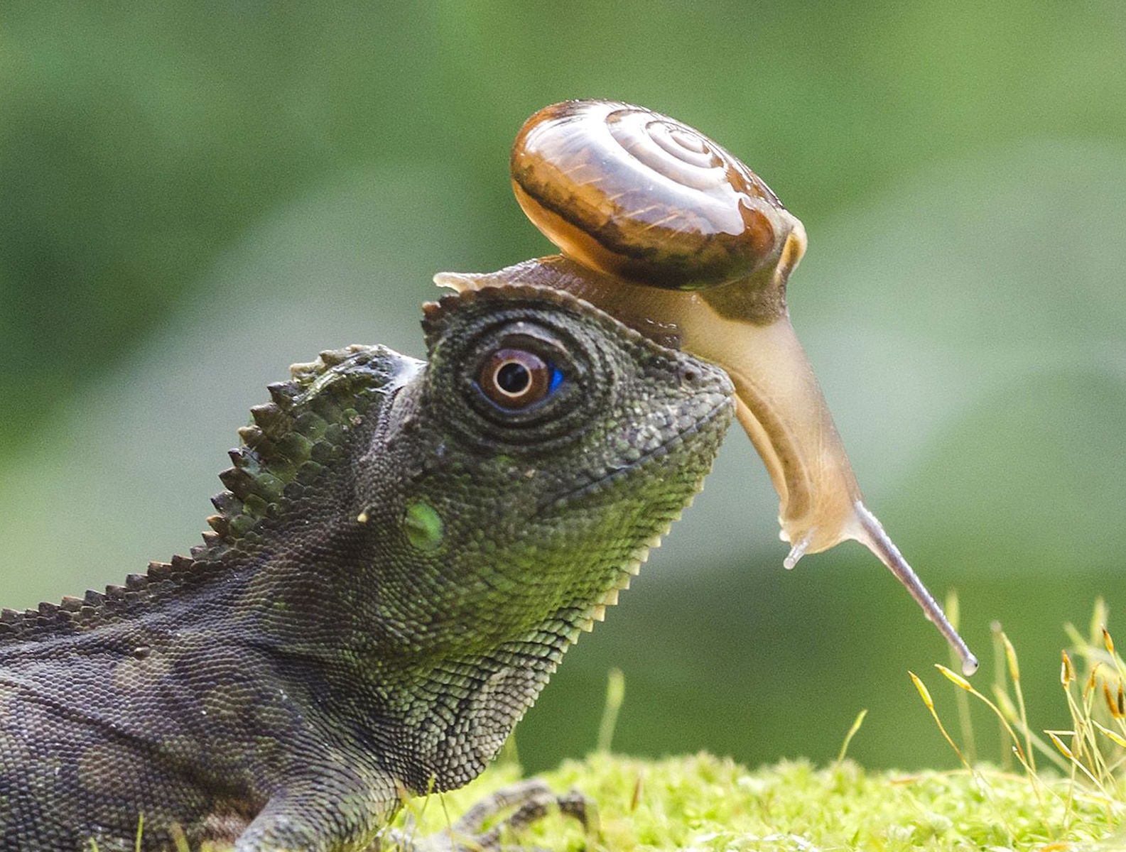 21 hilarious hitchhiking animals