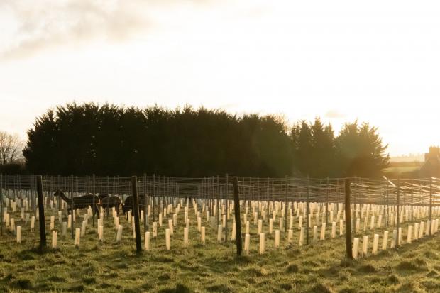 Family-run Wiltshire vineyard to hold open day for guests to 'soak up ...