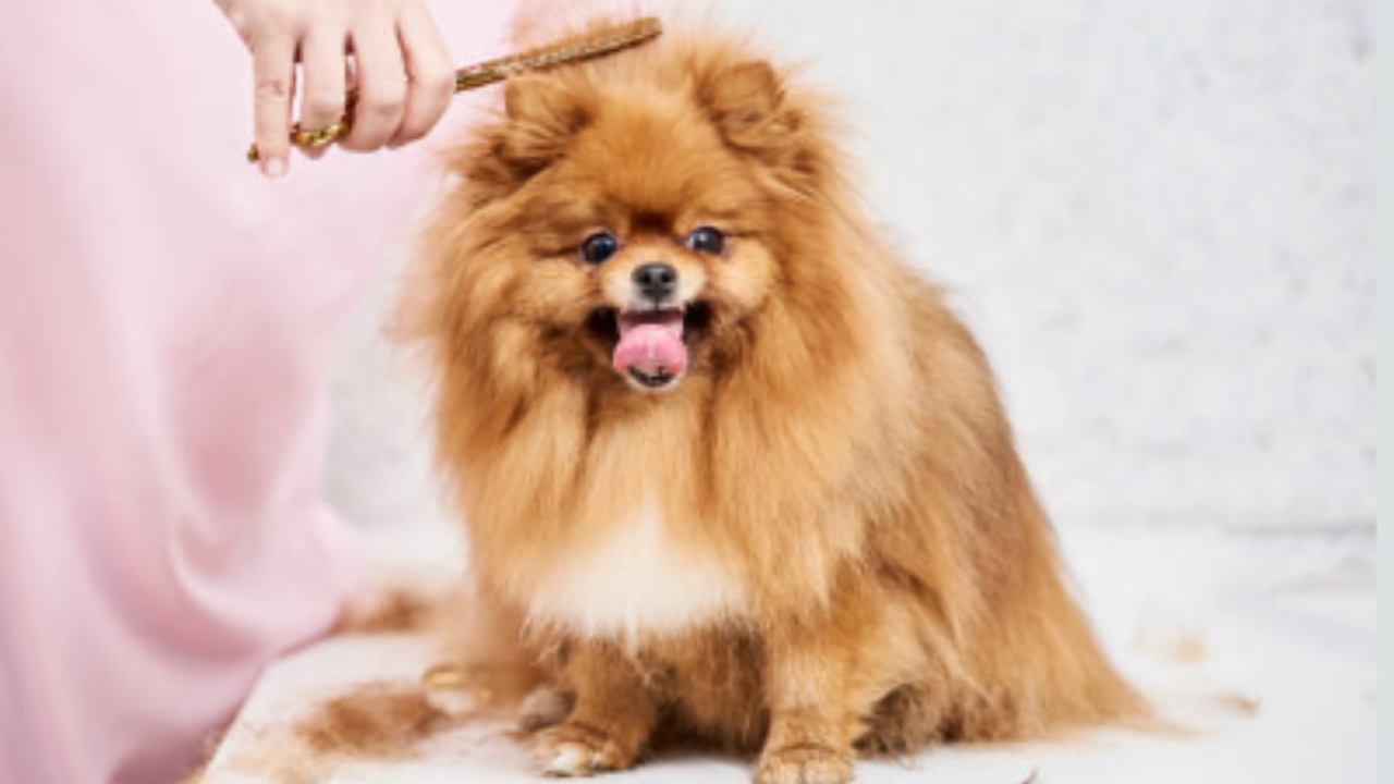 This is why your pets need regular grooming: 5 simple hacks to clean ...