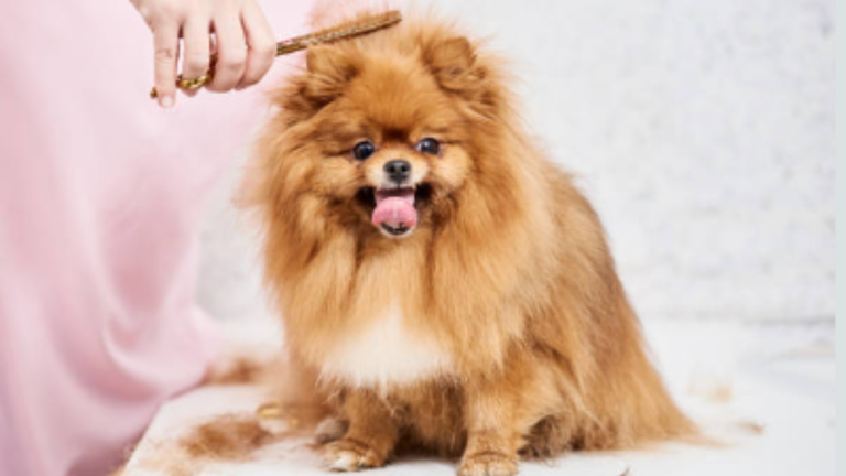 This is why your pets need regular grooming: 5 simple hacks to clean ...