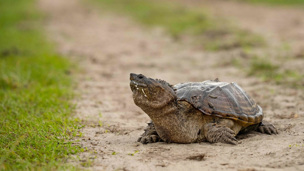 New safety guidelines aim to protect snapping turtles on roads