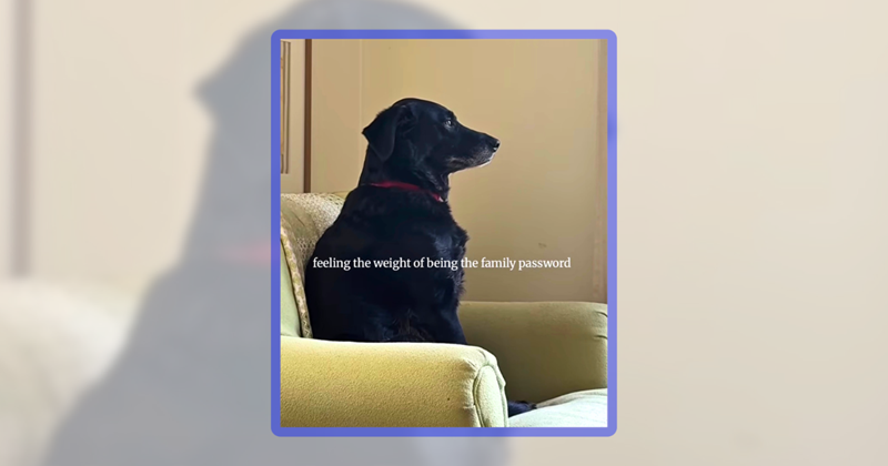 30 doggo delights wrapped in a wholesome meme package