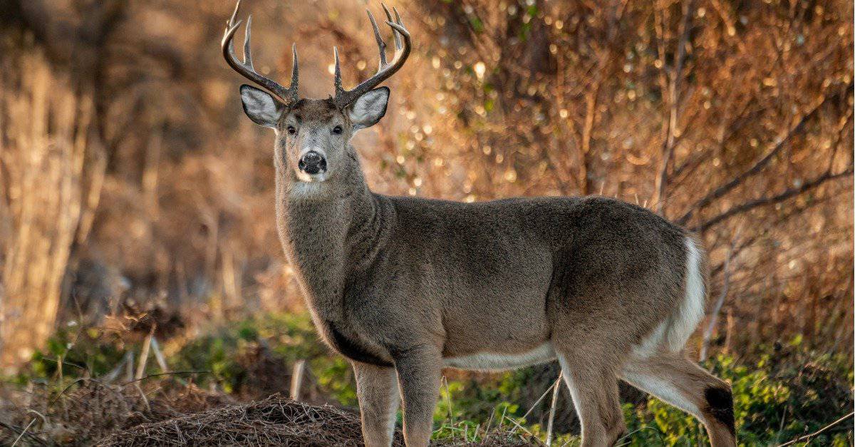 This massive white-tailed deer weighed an incredible 540 pounds