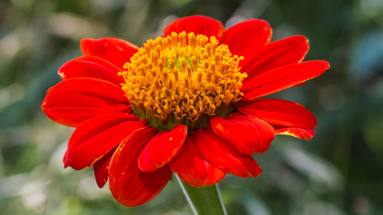 18 garden flowers that will have summer beds bursting with color