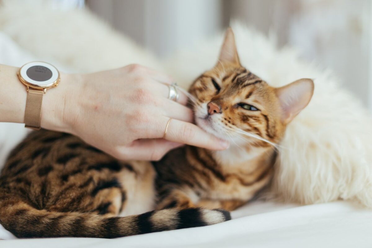 First the purr. Then the bite. Your cat isn’t being difficult — here’s ...