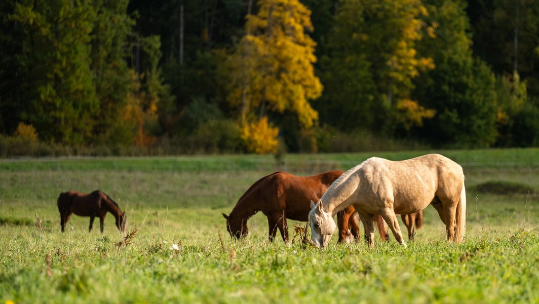 Smart feeding tips for a happy horse life