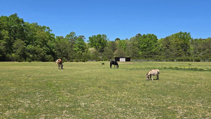 This animal sanctuary in New Jersey offers 43 acres of freedom for ...
