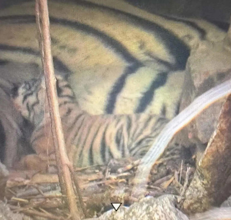 Ranthambore tiger count reaches 77 as Riddhi spotted with cubs