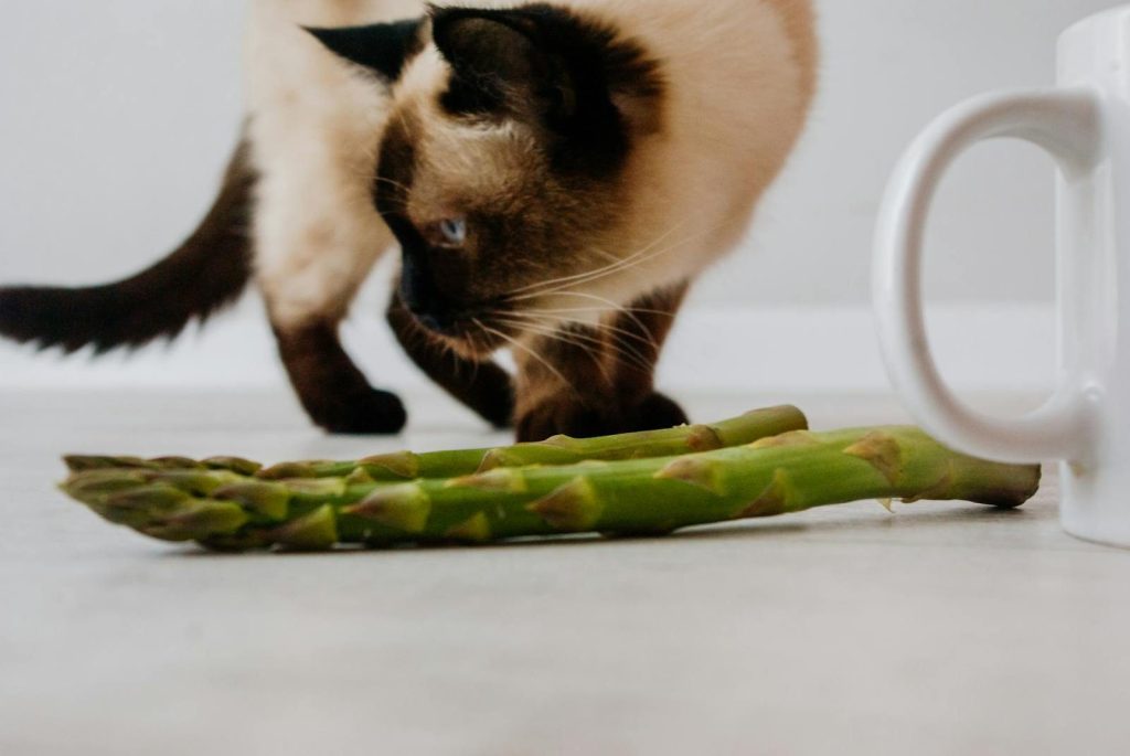 Simple daily games that make your cat deeply happy