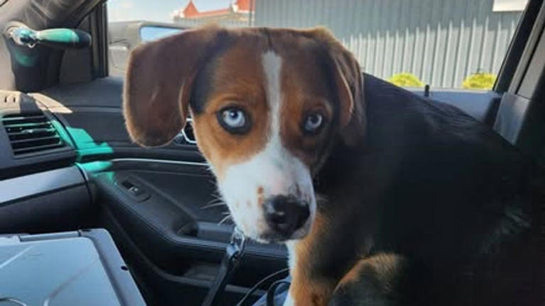 Cedar Rapids police searching for owner of dog found near C Street bridge