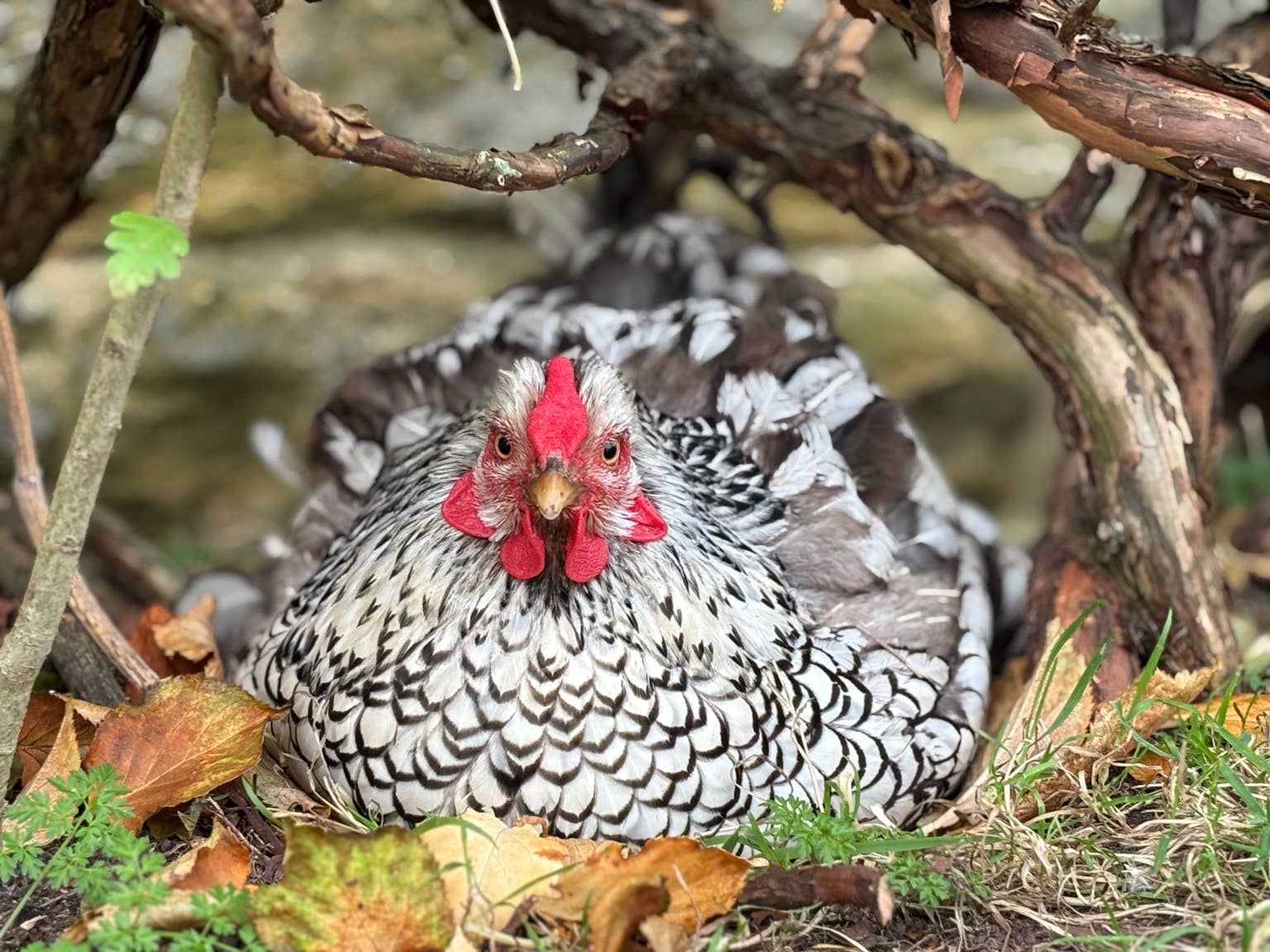 Broody hen sits on lightbulb instead of eggs, hilarious reactions follow