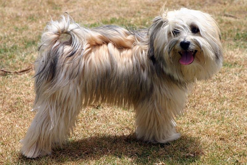 Experts say these 11 dog breeds don't just enjoy affection – they ...