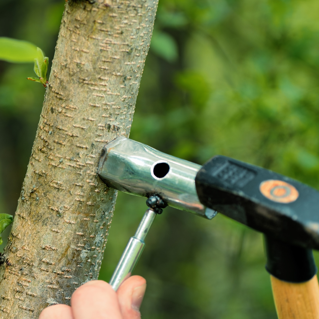 Boost your garden with these grafting techniques🌸🌿