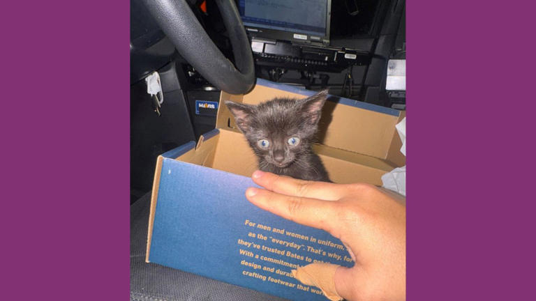 Virginia State Police trooper rescues kitten from I-395 near King Street
