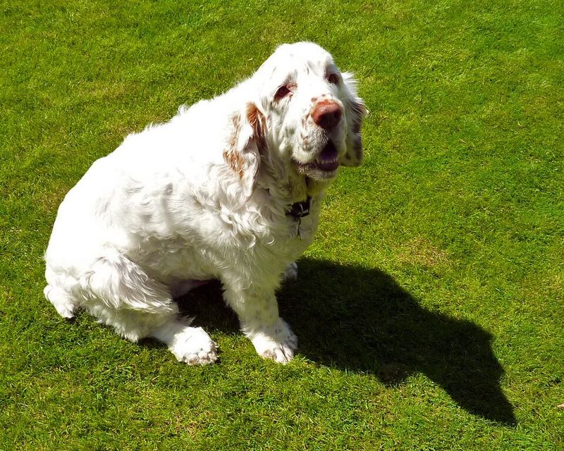 These 11 dogs don't always make a strong first impression, but they ...