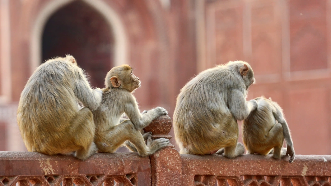 Monkeys' playful swim at Taj Mahal prompts probe