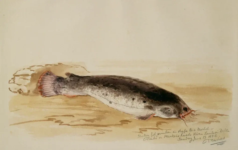 How electric fish light up their world