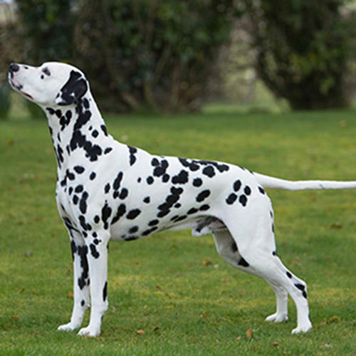 The dog that ran beside horse-drawn carriages: Meet the Dalmatian