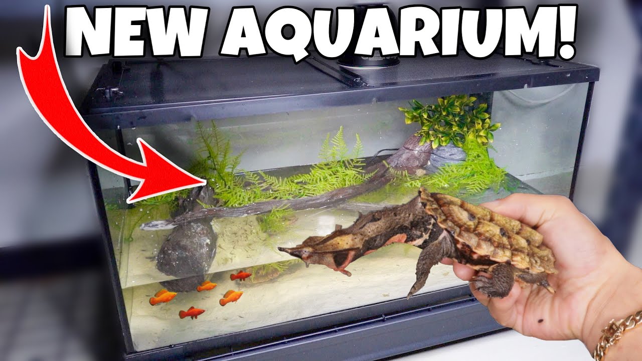 My new exotic turtle tank!