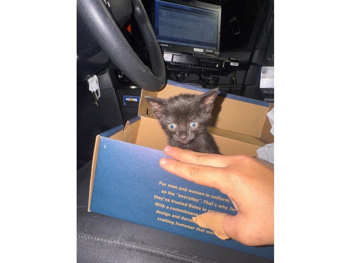 VA troopers rescue kitten found on Interstate 395